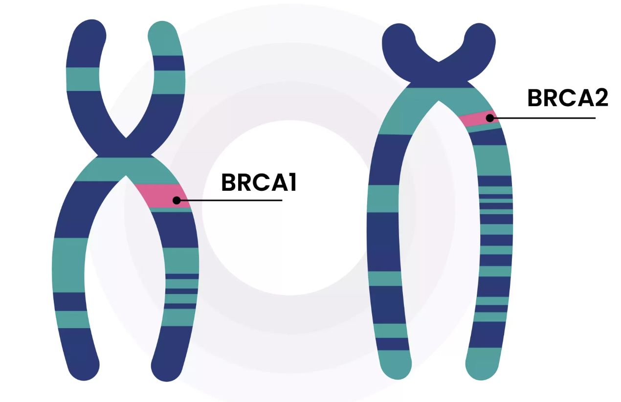 Genes BRCA1 e BRCA2 e o Câncer de Próstata - urologiabr.com.br